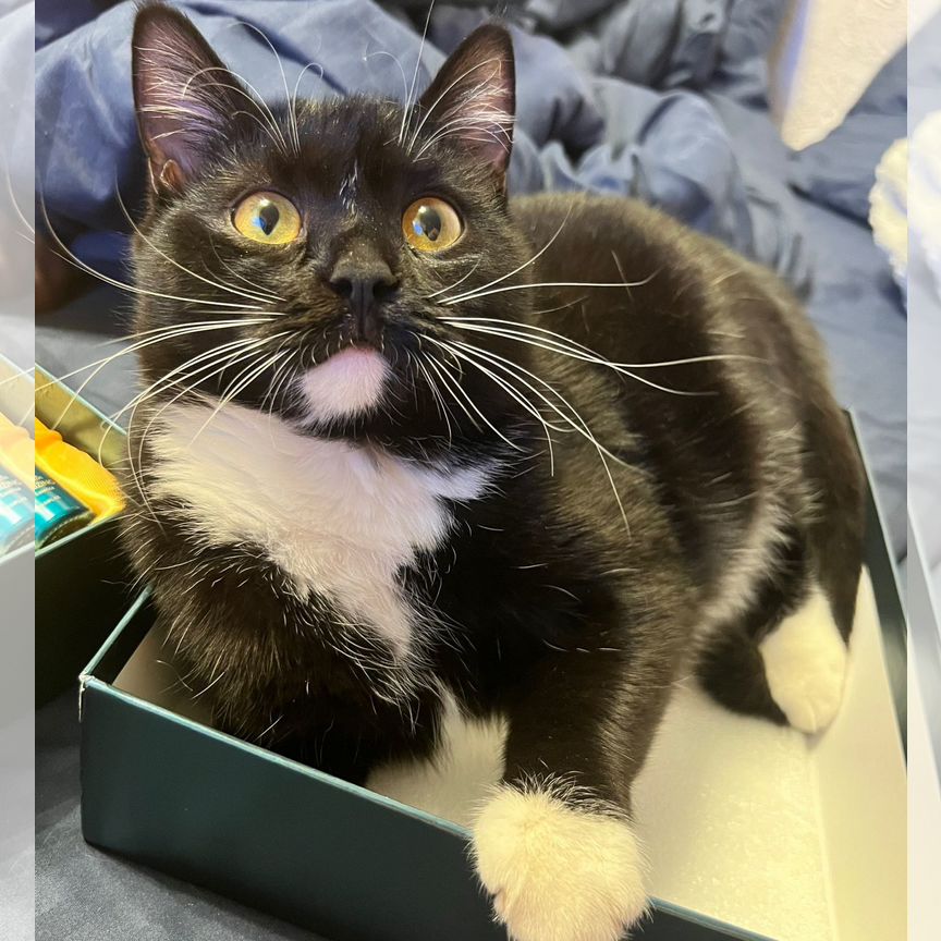 Котёнок в добрые руки