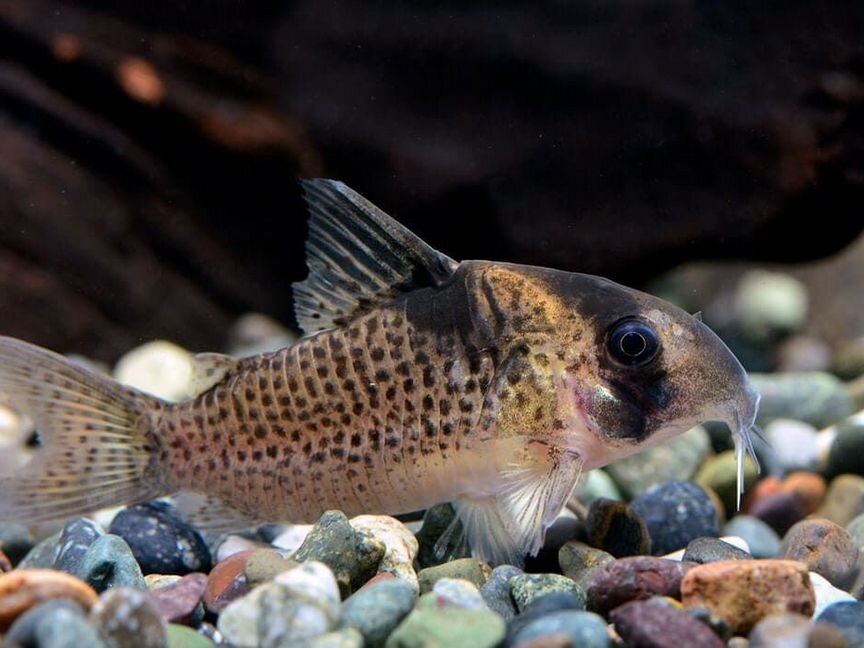 Сомик Коридорас Вотрой, 6 см. (Corydoras Wotroi)