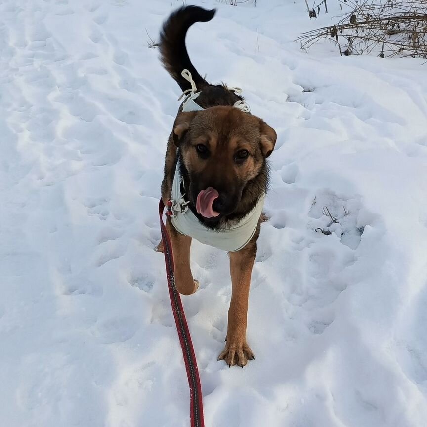 Маленькая собака в добрые руки