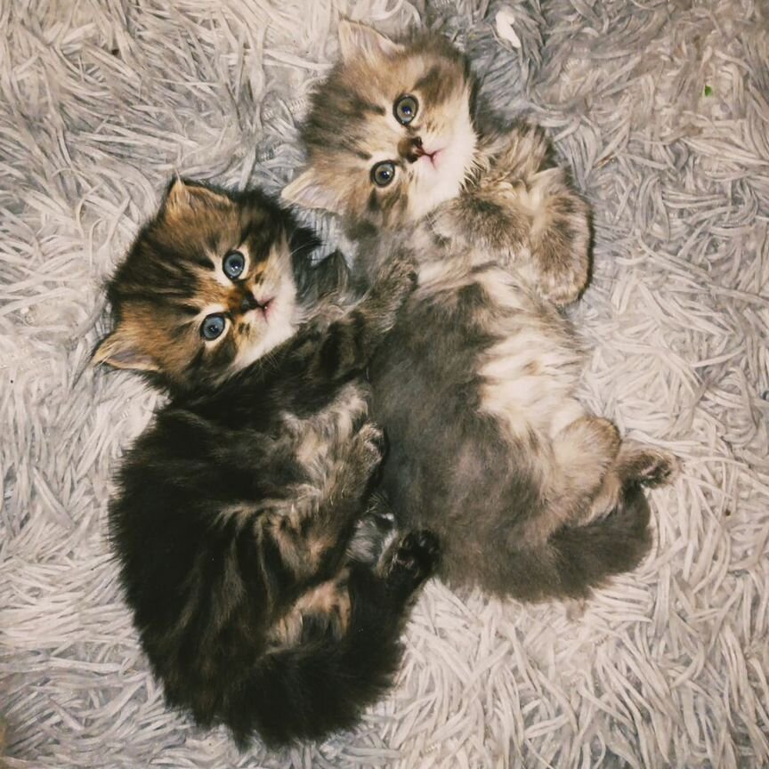 Британские котята