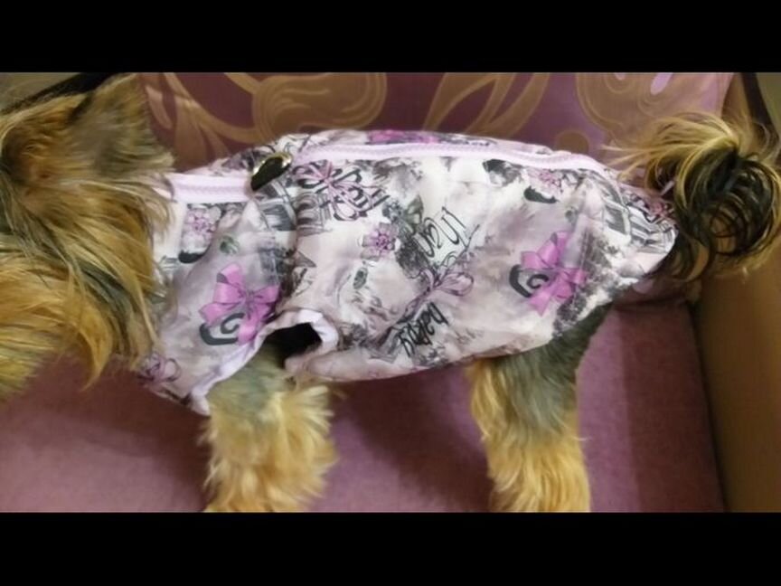 Одежда для собак, переноска