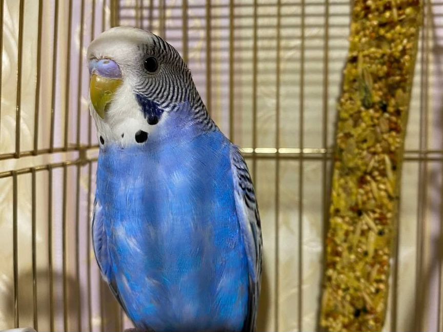 Продается попугай волистый