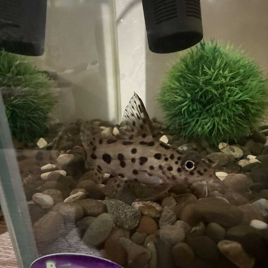 Аквариумные рыбки сомики