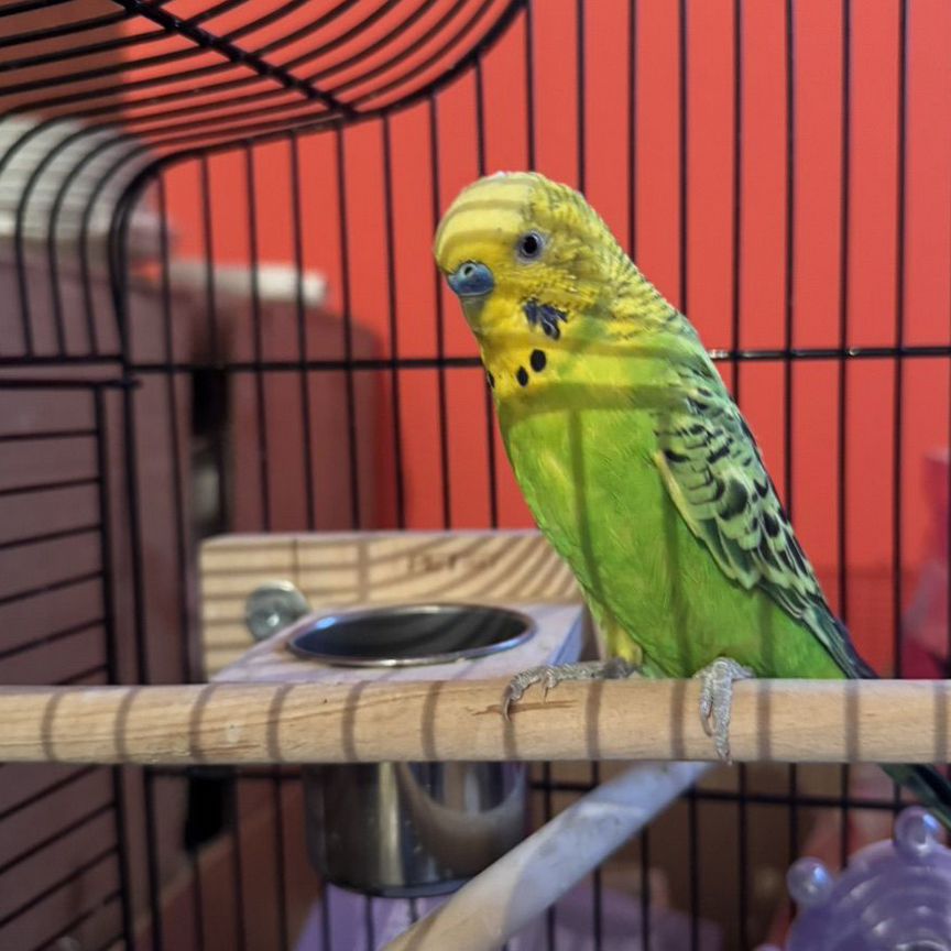 Попугай волнистый зеленый