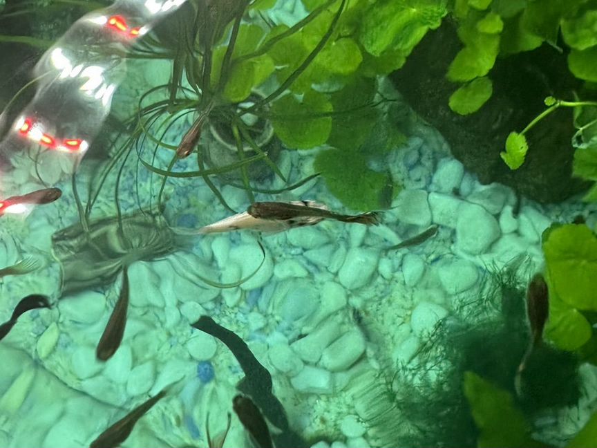 Рыбки гуппи