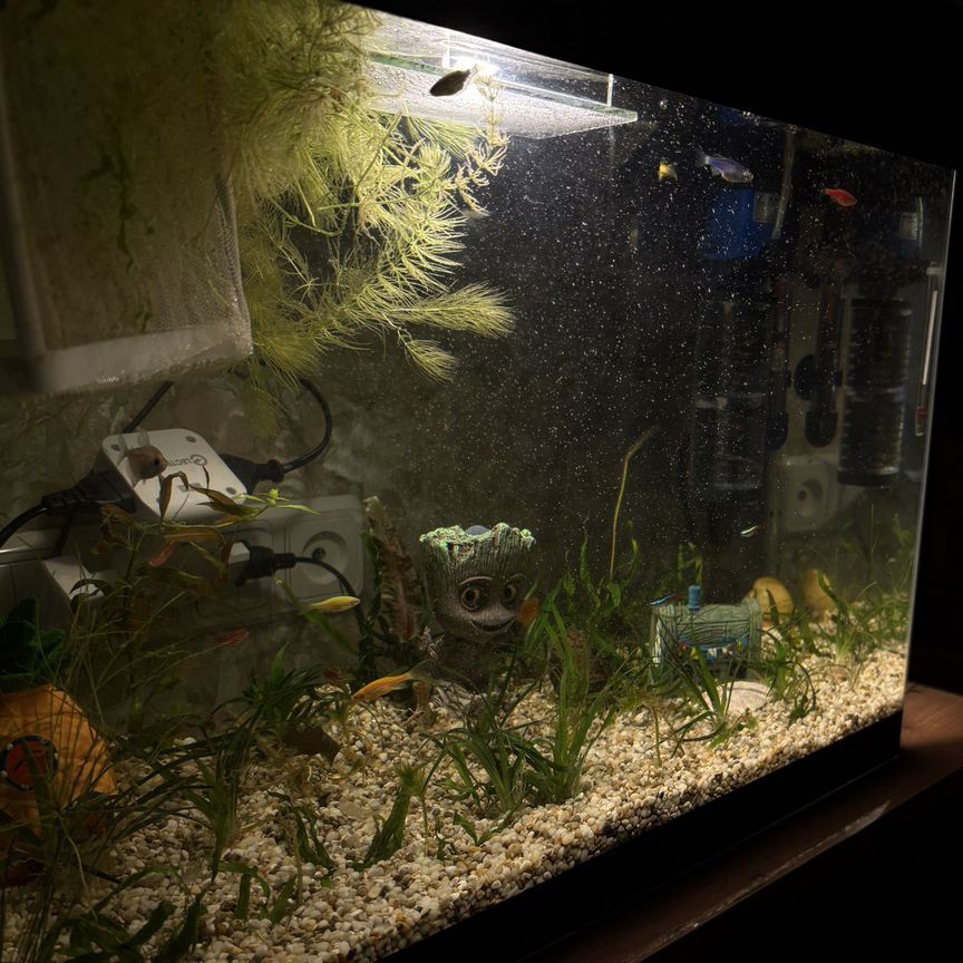 Аквариум 80 литров аквариумные рыбки