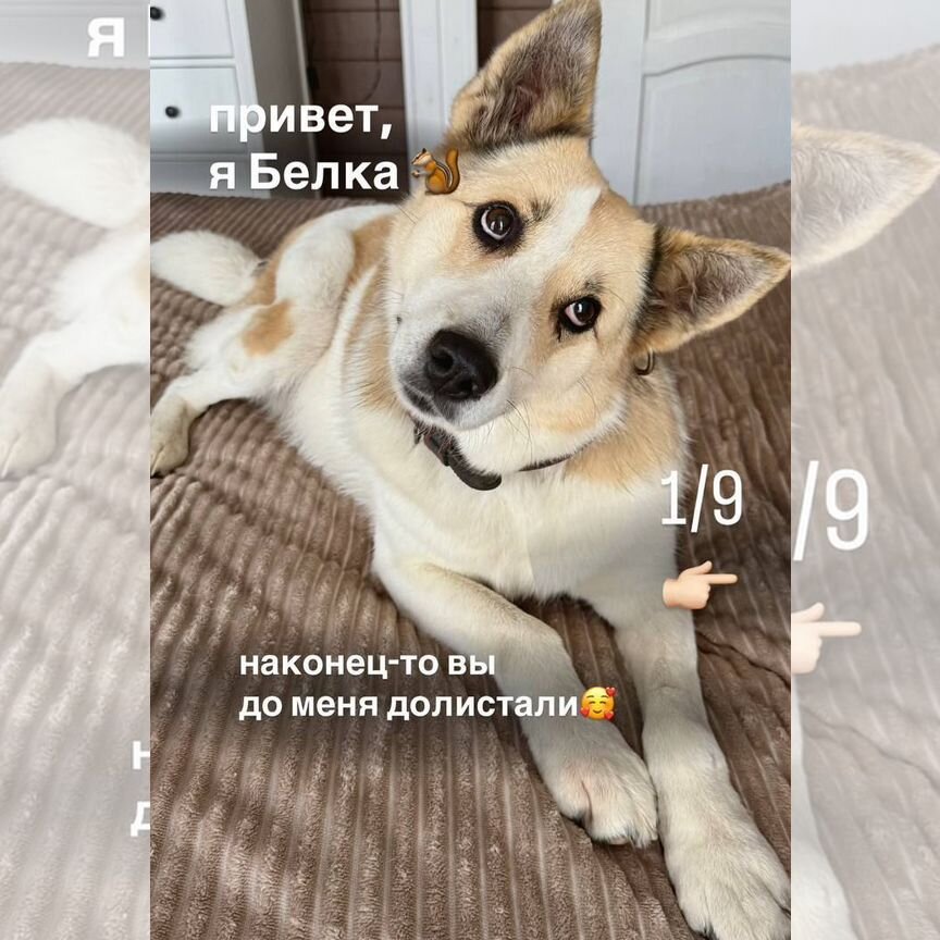 Взрослая собака в добрые руки