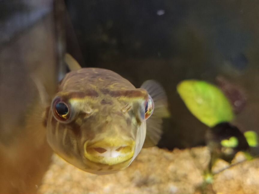 Тетраодон (фугу)