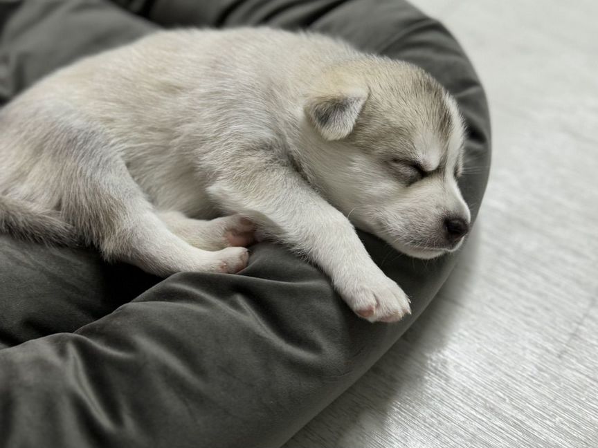 Отдам в добрые руки