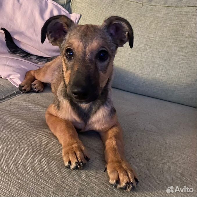 Прелестный щенок девочка