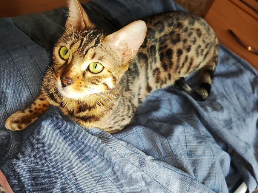 Отдам кошку (бенгал) в добрые руки