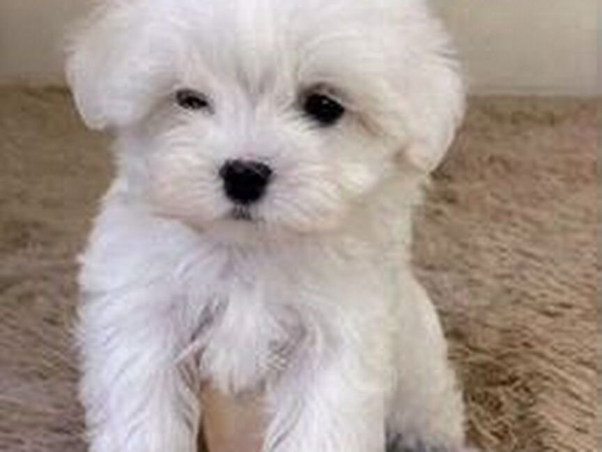 Мальтийская болонка