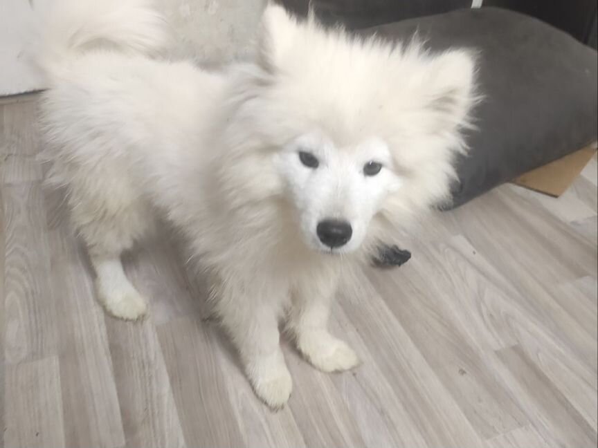 Самоедская лайка щенки