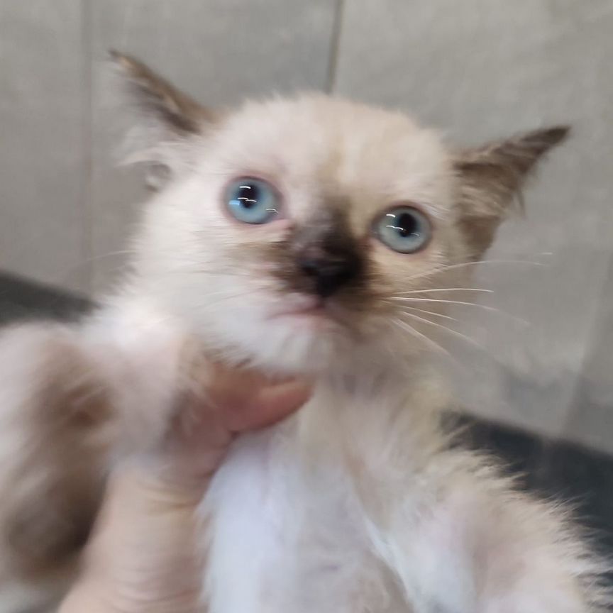 Котята в добрые руки бесплатно
