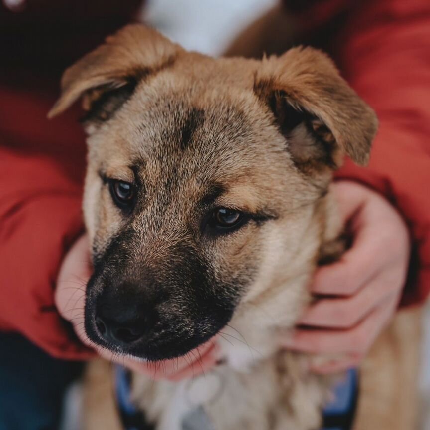 Щенок девочка в добрые руки