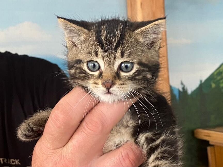 Котенок