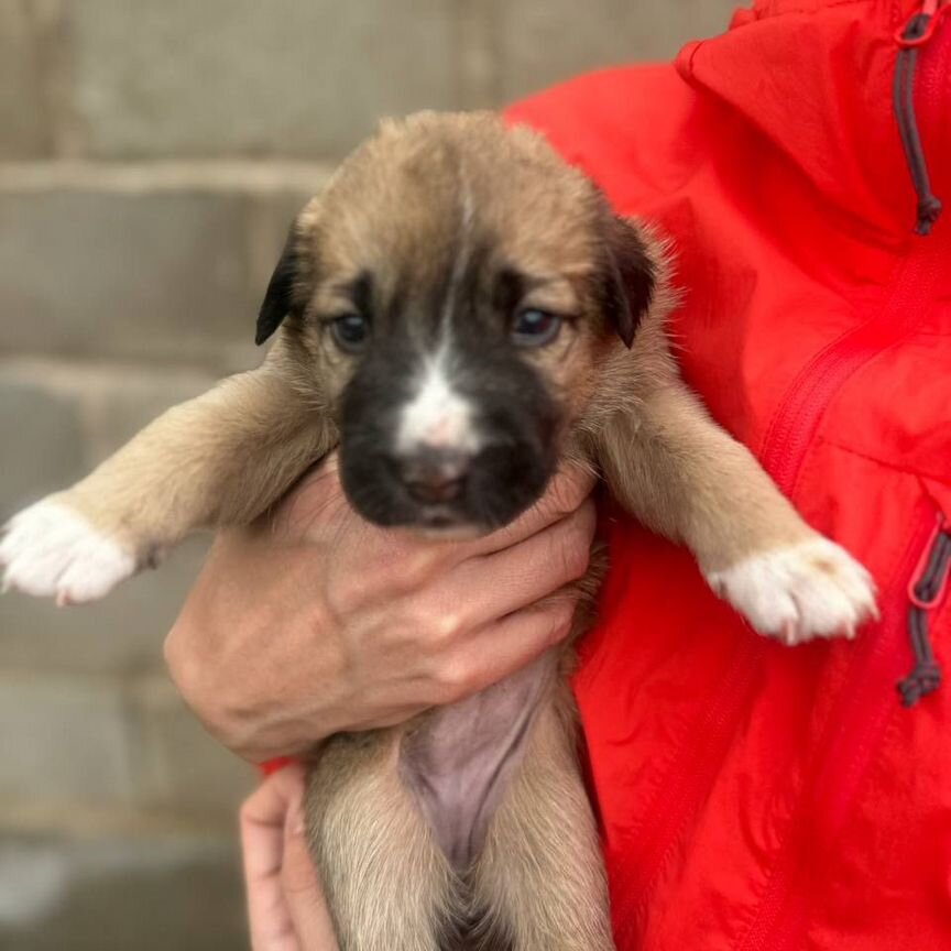 Щенки бесплатно (в дар) в добрые руки