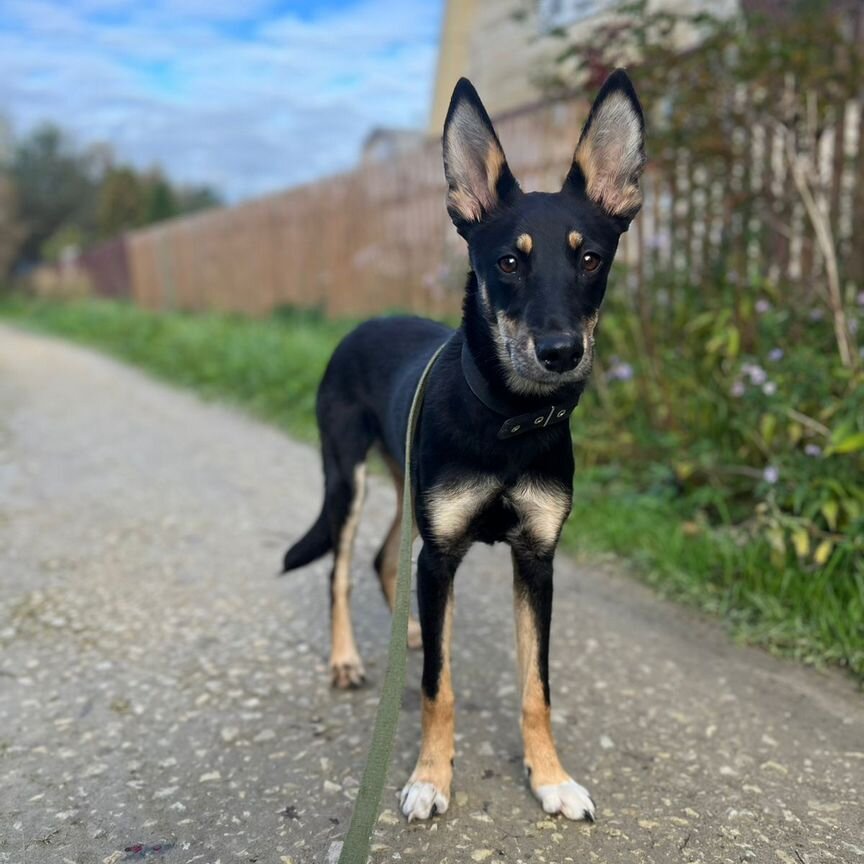 Красивая изящная собака в добрые руки