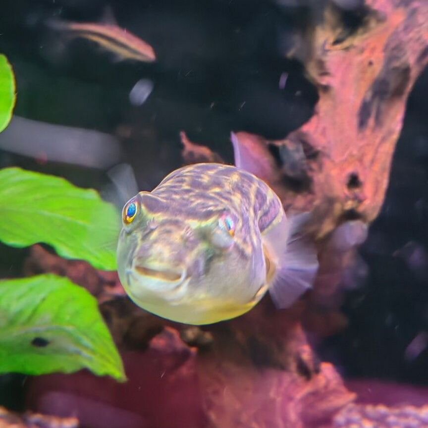 Тетрадон фахака