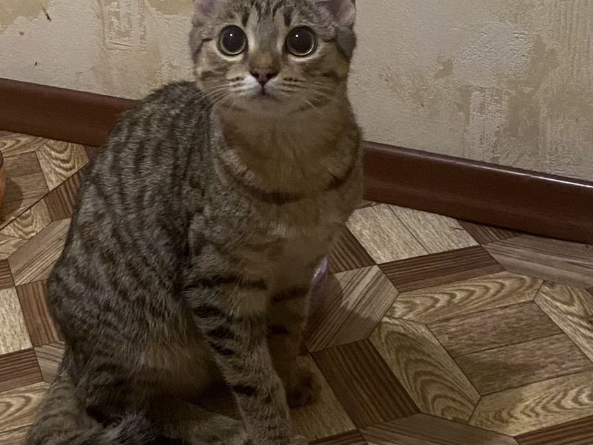 Кошечка в добрые руки