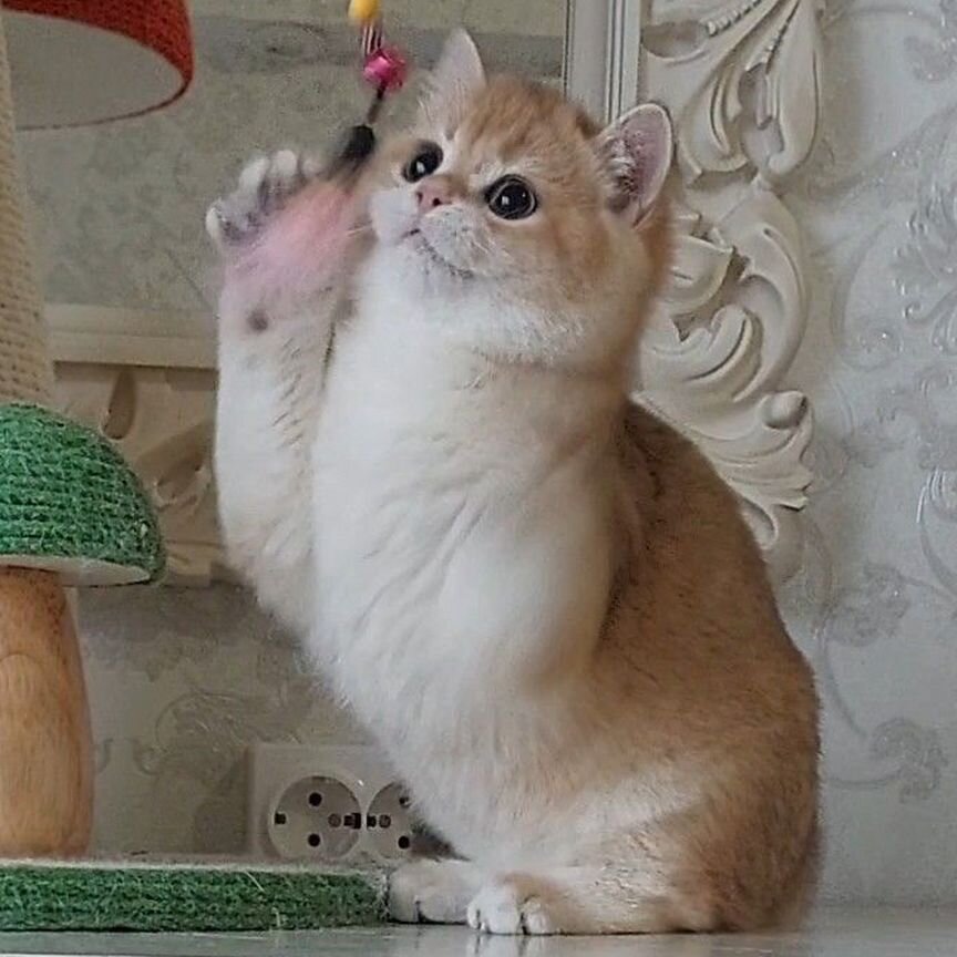 Британский короткошёрстный котёнок