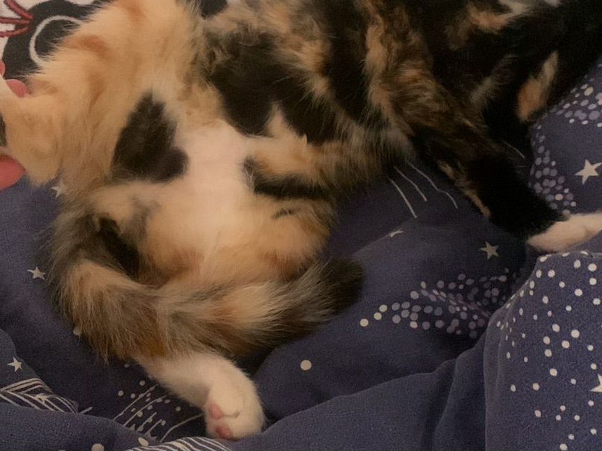 Кошка