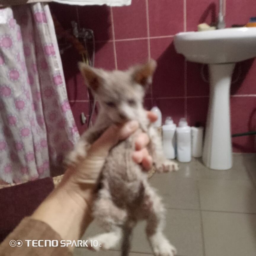 Продам котёнка Браш