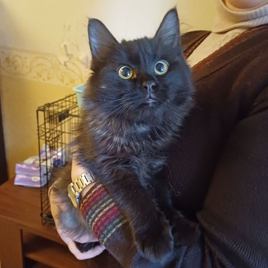 Котенок в добрые руки