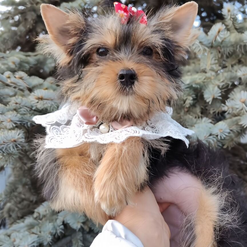 Йоркширский терьер, щенок