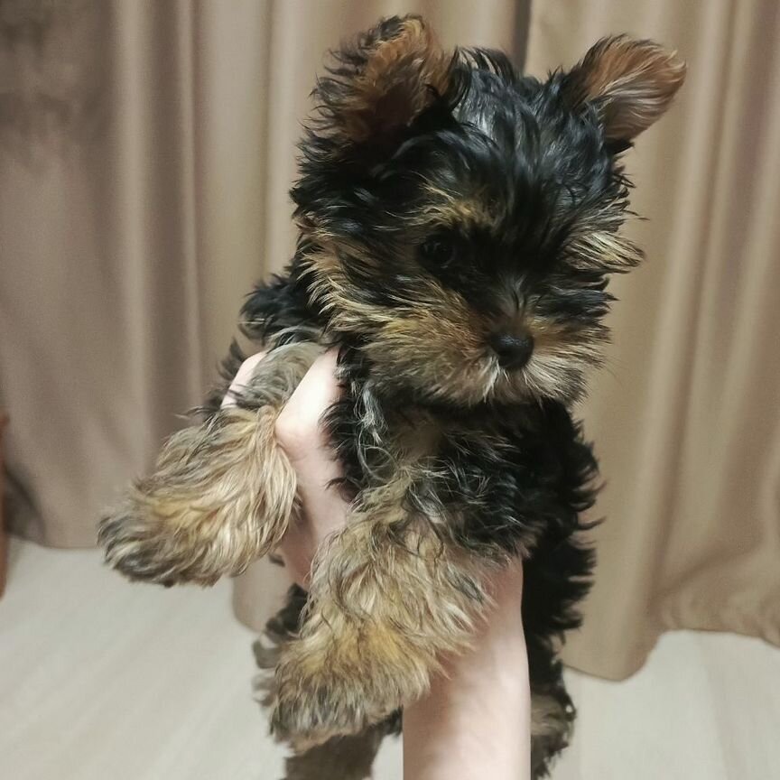 Йоркширский терьер, щенок