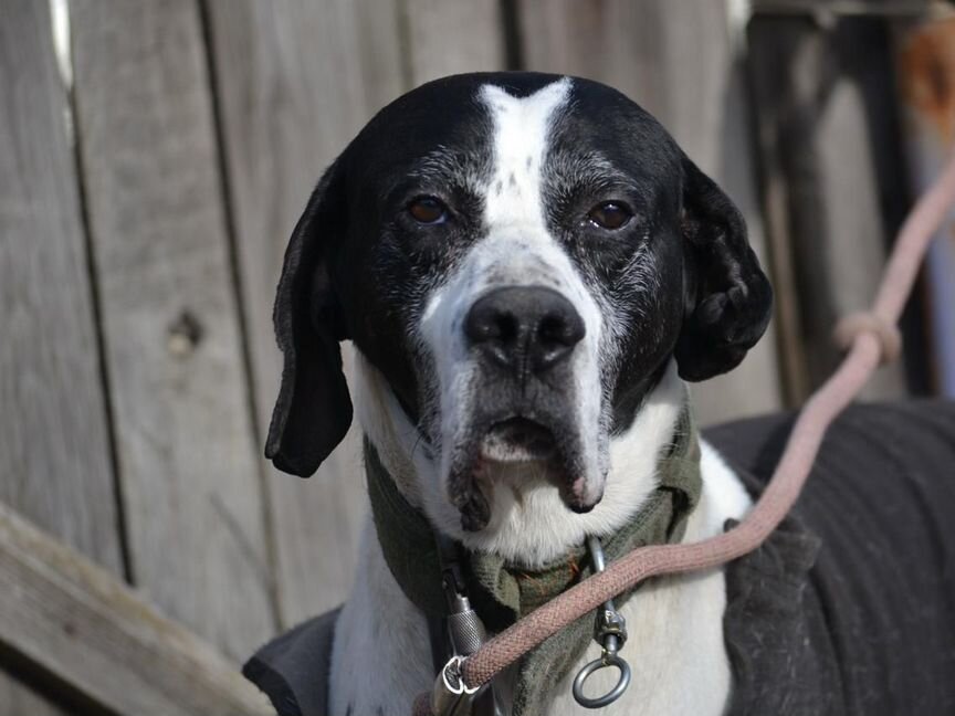 Пойнтер Грей ищет дом