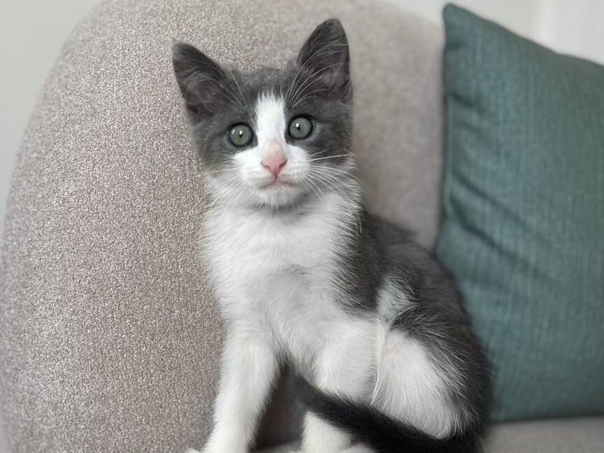 Котенок Маруся 3 месяца