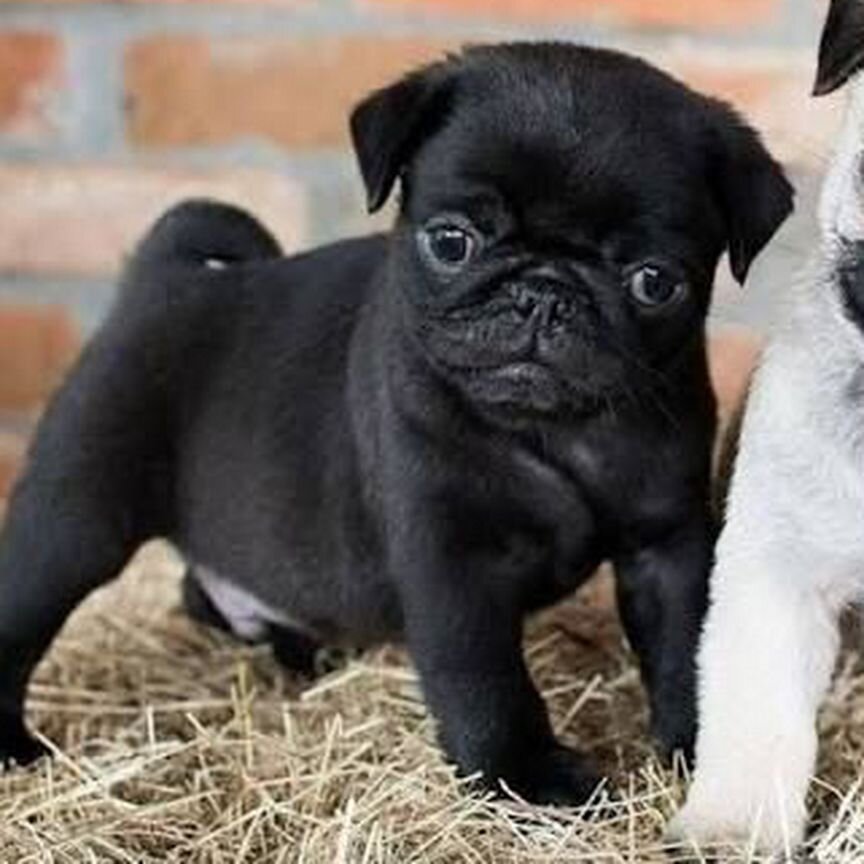 Мопс, щенок