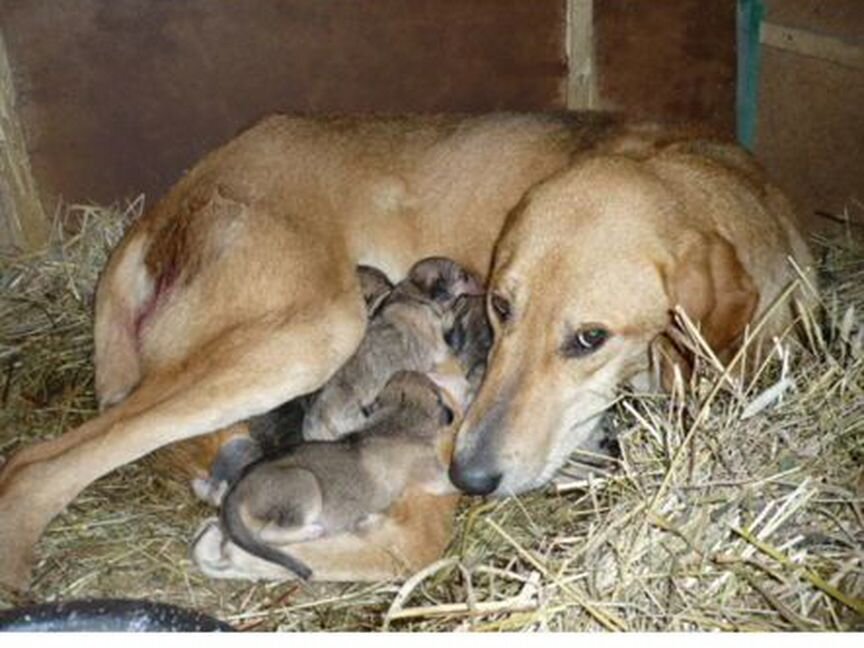 Щенки руской гончей