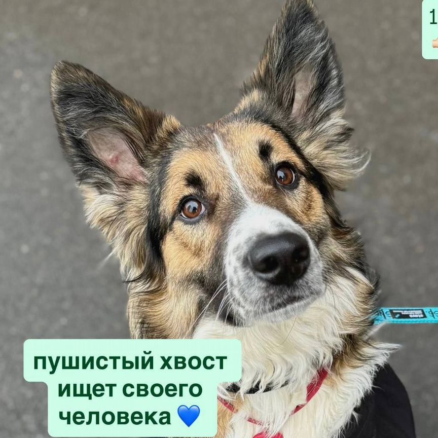 Взрослая собака в добрые руки