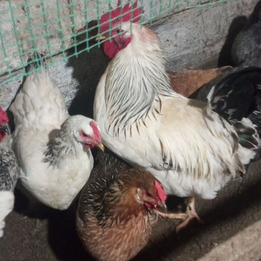 Продам петушков Шт