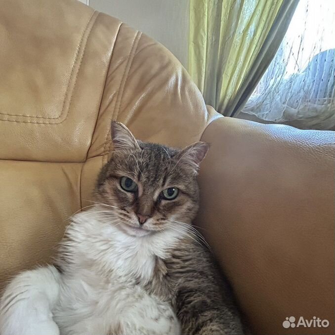 Сильная и независимая кошка