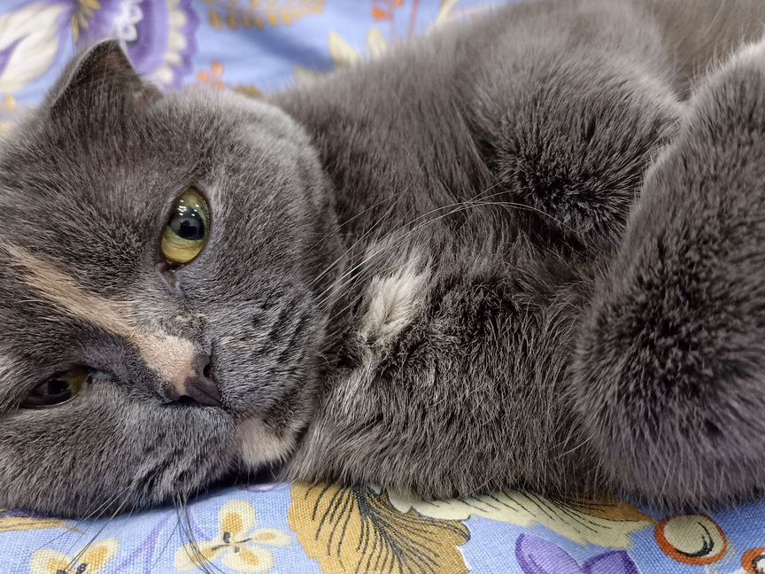 Кошка вислоухая нужна операция