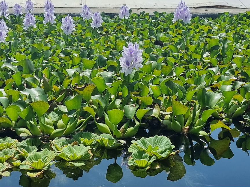 Геоцинт(эйхорния) и пистия опт Розница