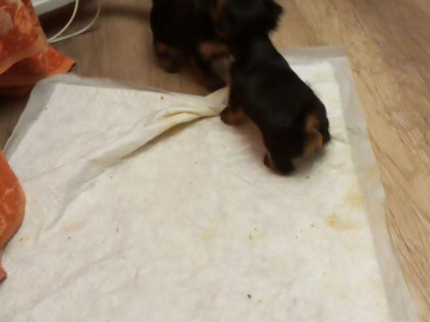 Йоркширский терьер мини щенки бейби фейс