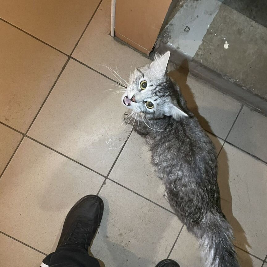 Найден кот/кошка Митино