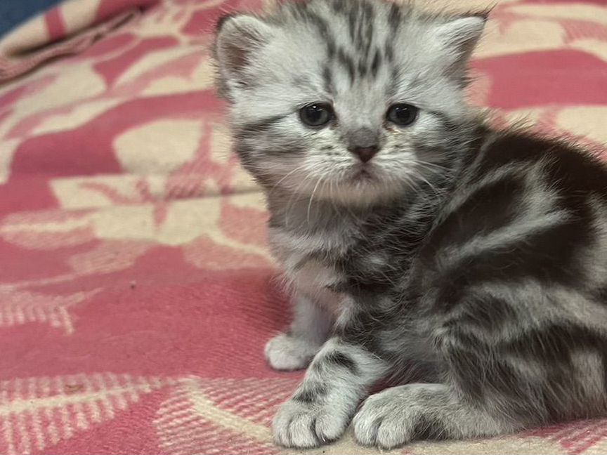 Шотландская