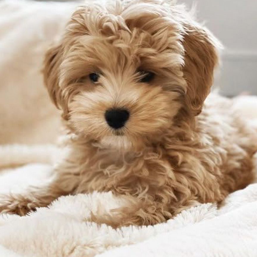 Мальтипу, щенок