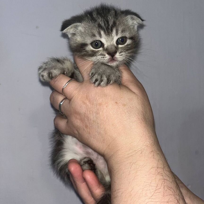 Шотландский вислоухий короткошёрстный котёнок