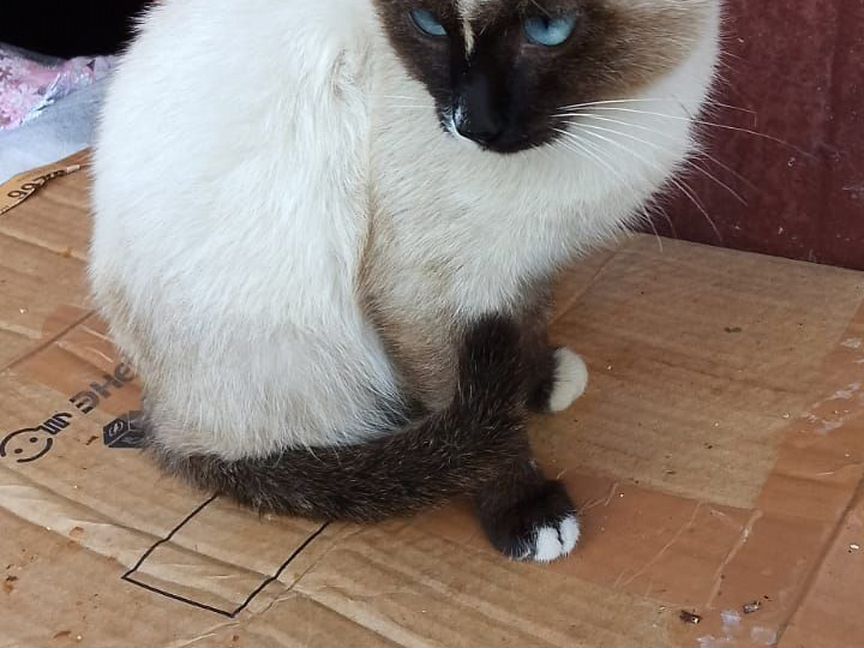 Сиамская кошечка