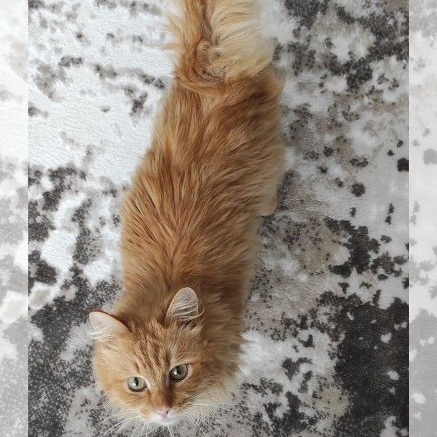 Взрослый кот в добрые руки