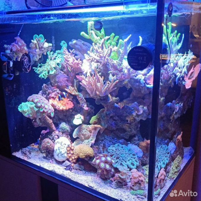 Живность, кораллы и камни для морского аквариума