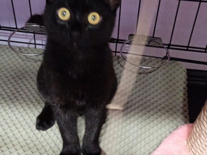 Черный котенок 3 месяца