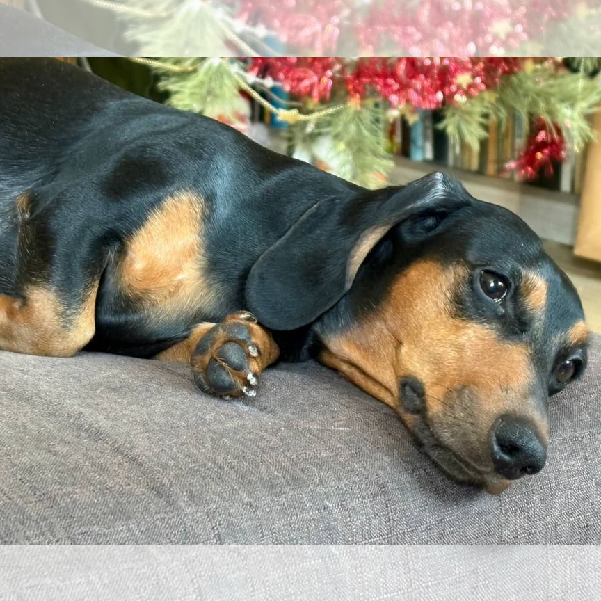 Такса, щенок