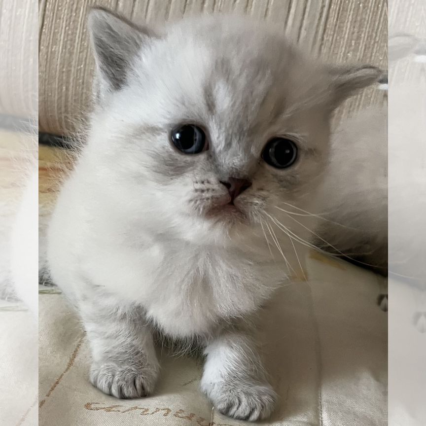 Шотландский прямоухий короткошёрстный котёнок